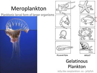 Plankton | PPT