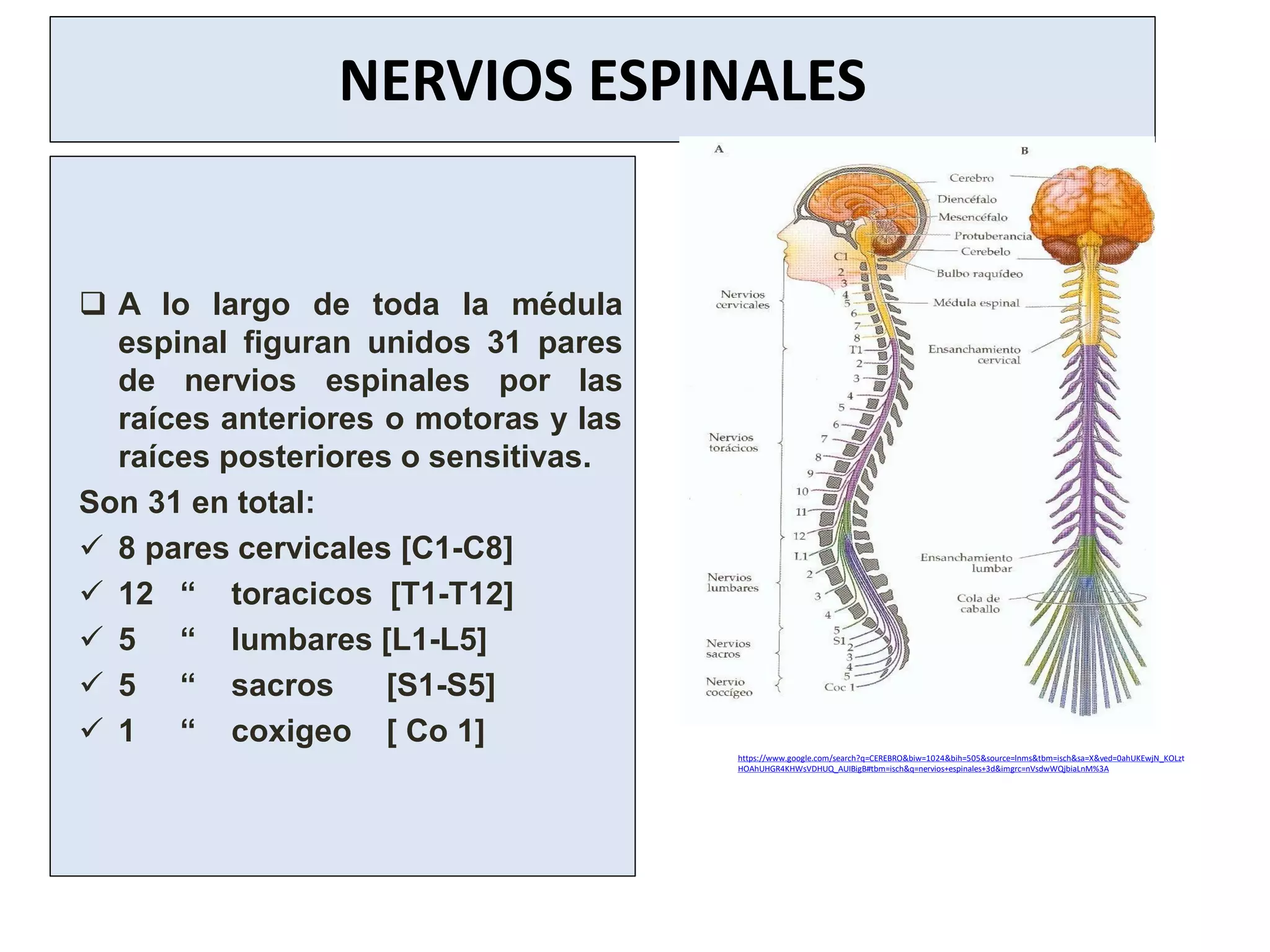 6 . CORTEZA CEREBRAL Y MÉDULA ESPINAL | PPT