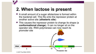 6. the lac operon | PDF