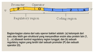 6. the lac operon | PPT