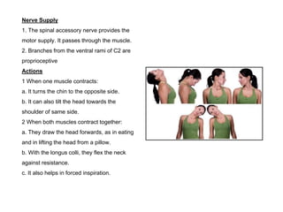 Sternocleidomastoid Muscle Origin And Insertion