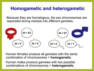 sex determination | PPT