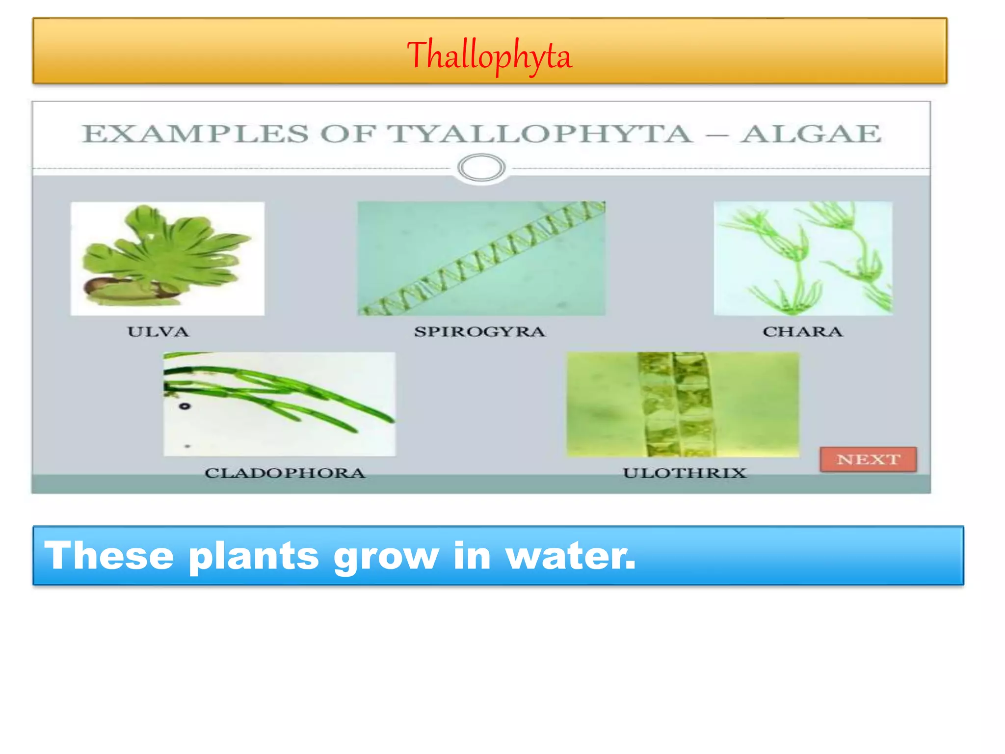 Classification Of Plant | PPTX