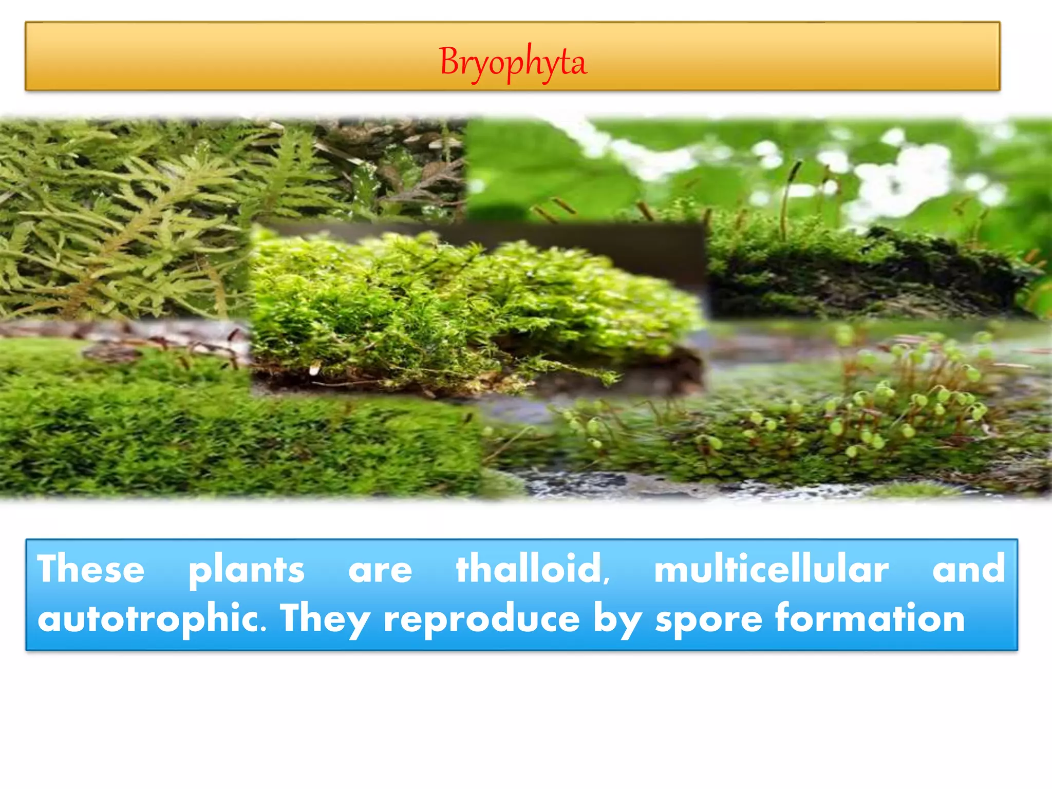 Classification Of Plant | PPTX