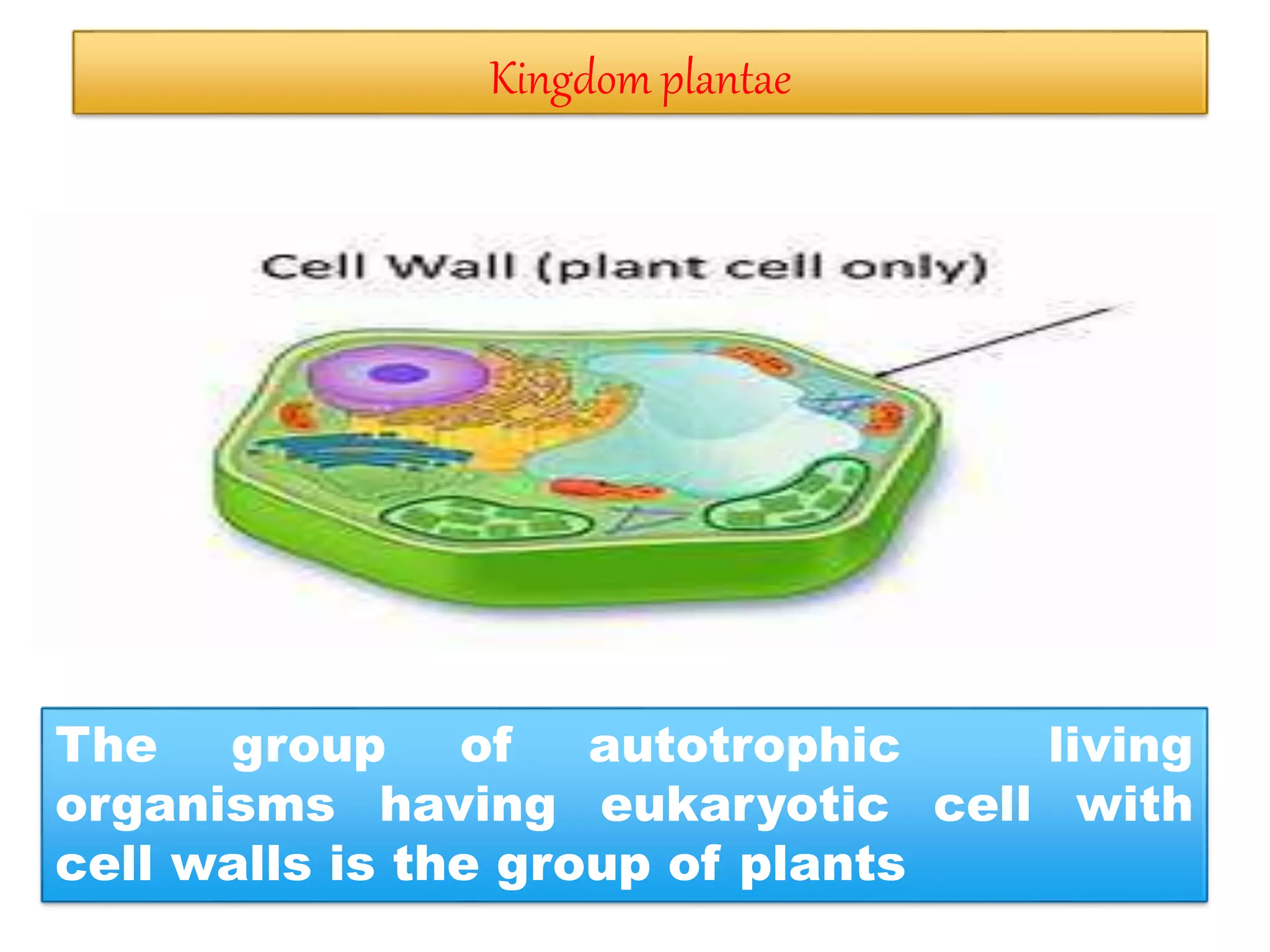 Classification Of Plant | PPTX