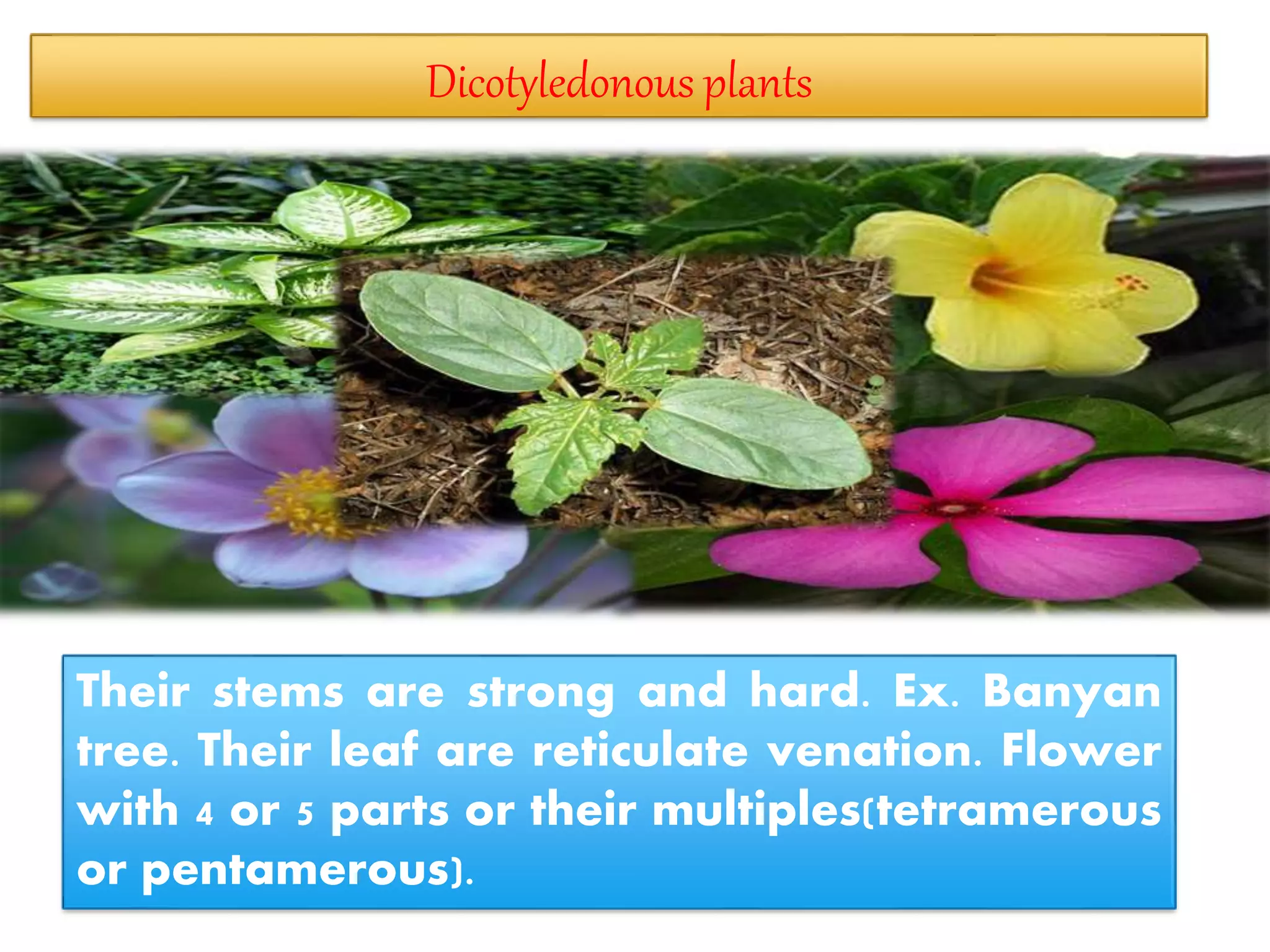 Classification Of Plant | PPTX