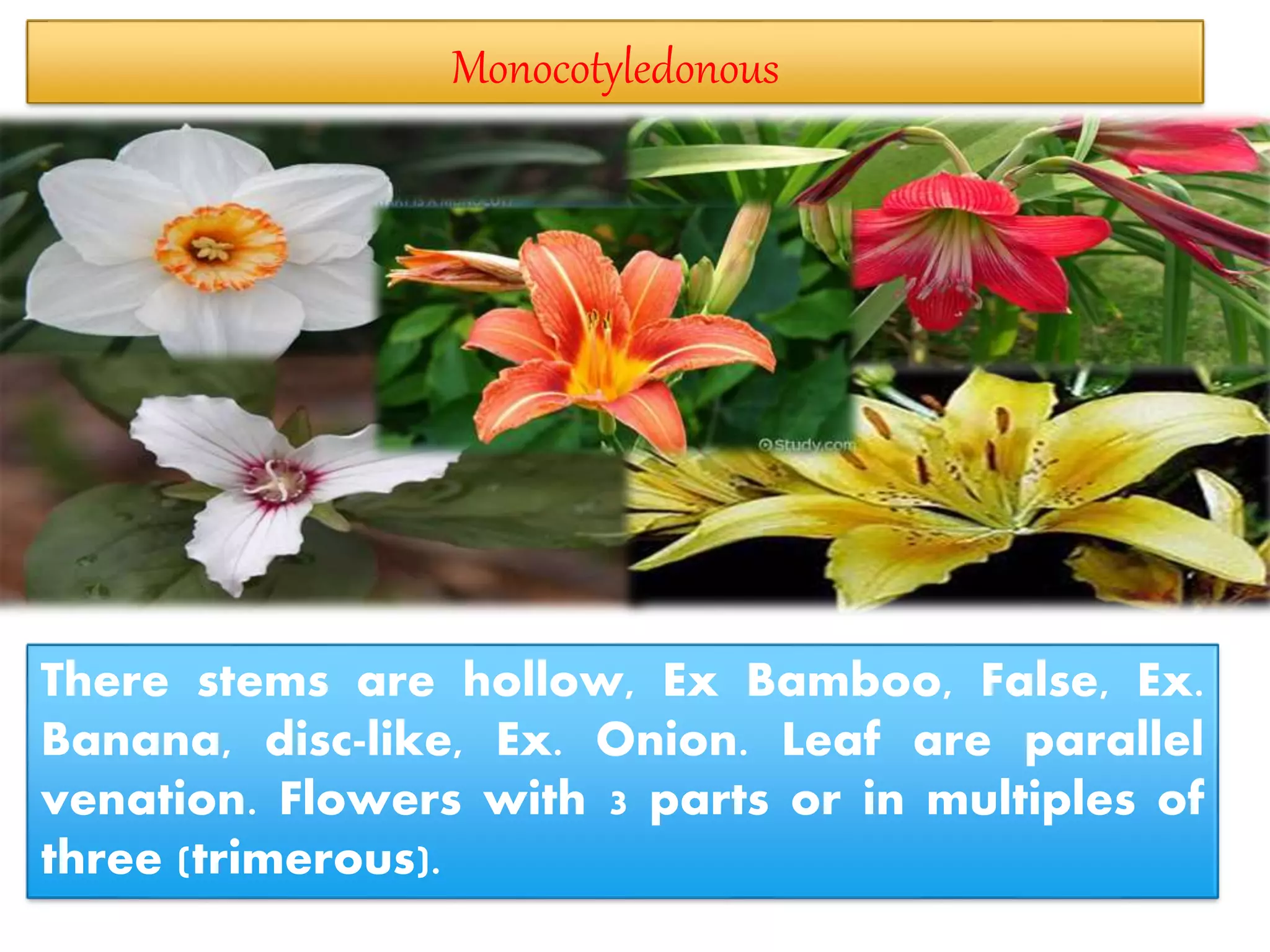 Classification Of Plant | PPTX