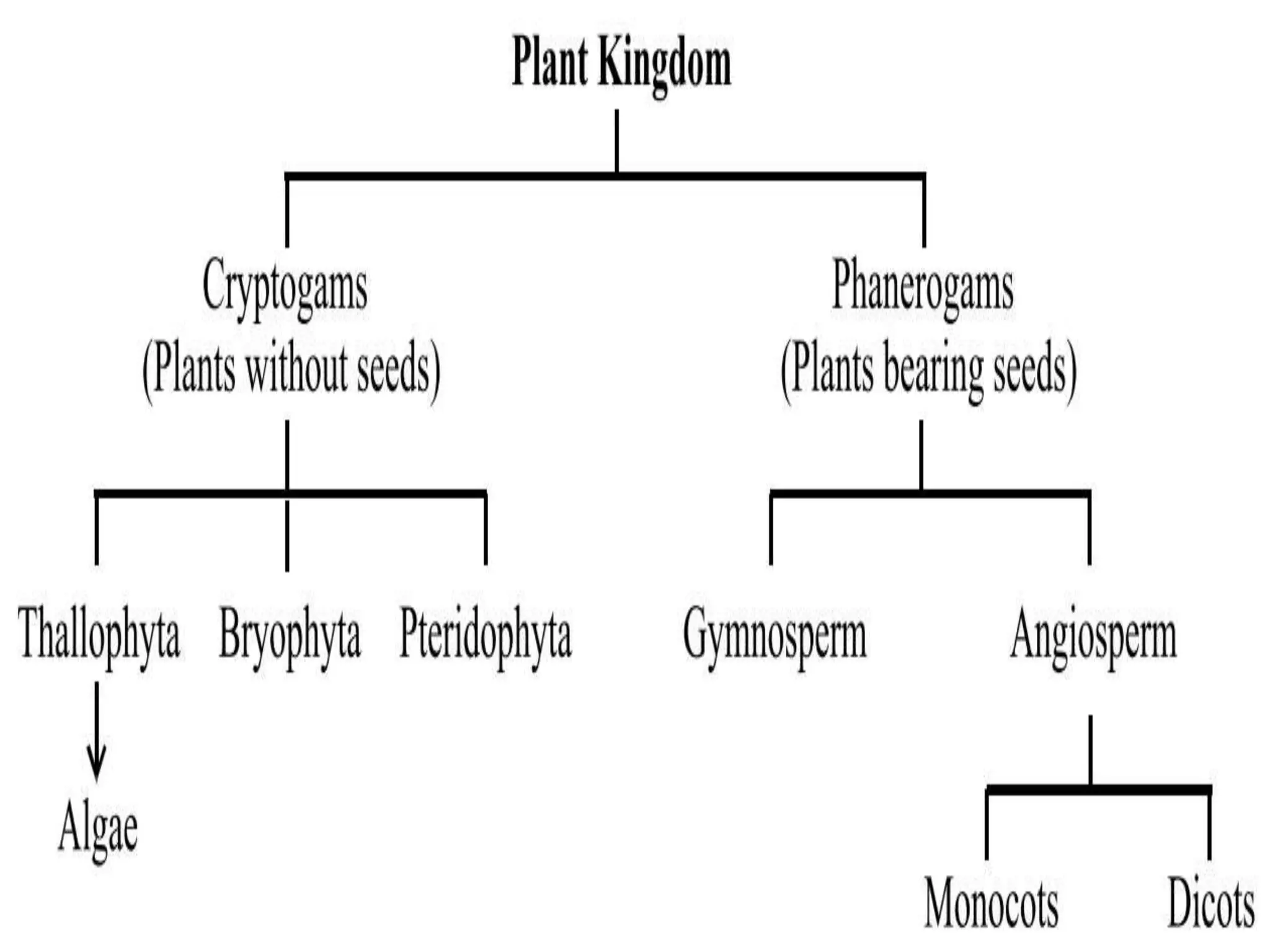 Classification Of Plant | PPTX