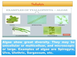 Classification Of Plant | PPTX