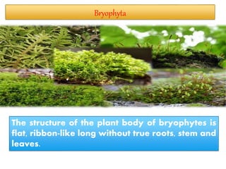 Classification Of Plant | PPTX