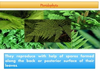 Classification Of Plant | PPTX