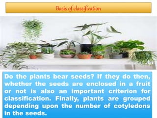 Classification Of Plant | PPTX