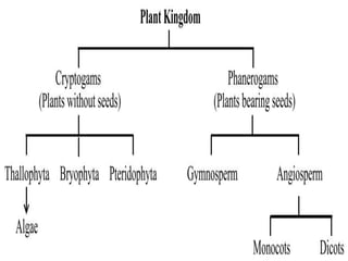 Classification Of Plants Kingdom