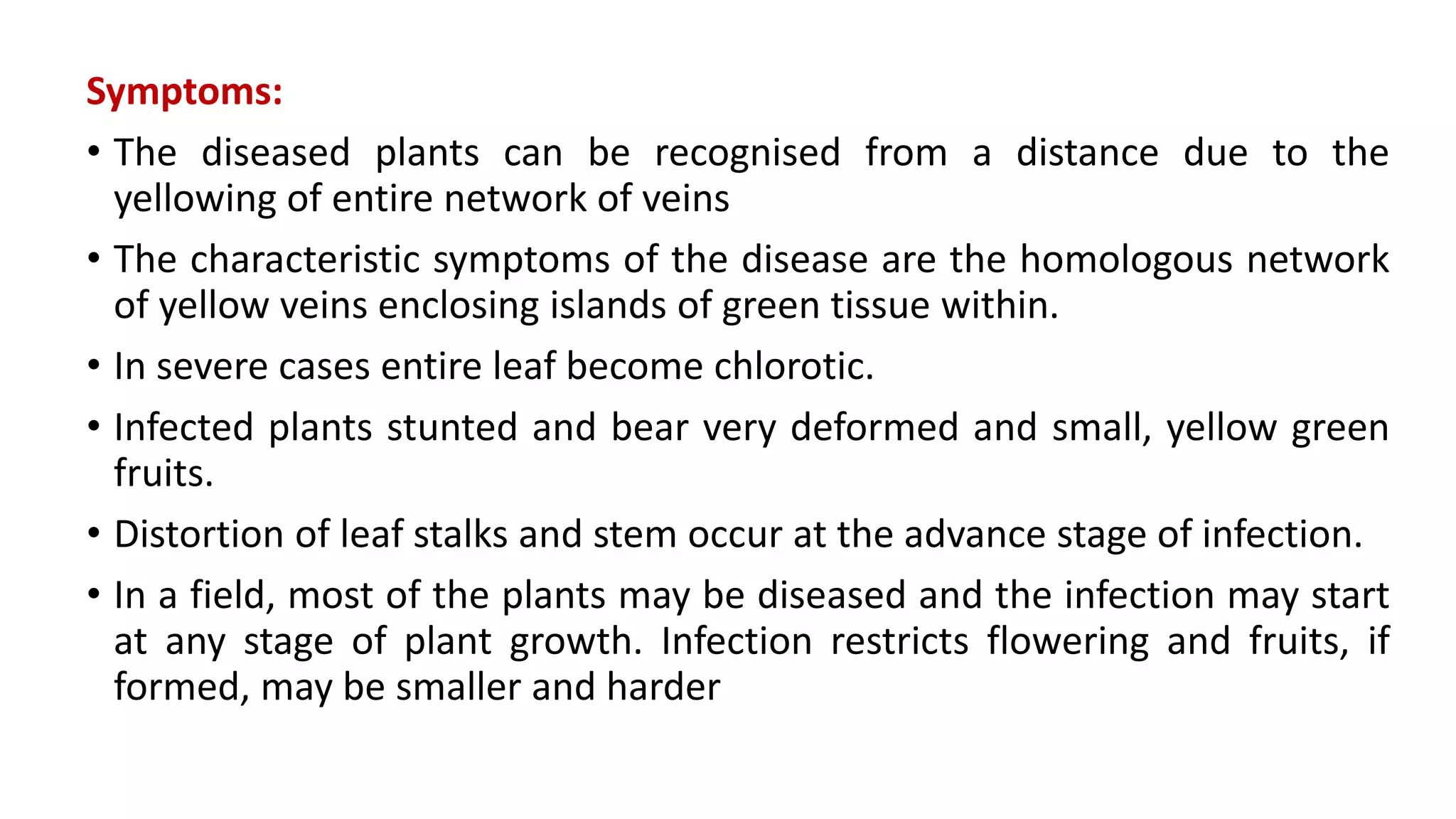 6. yellow vein mosaic of bhindi | PPTX