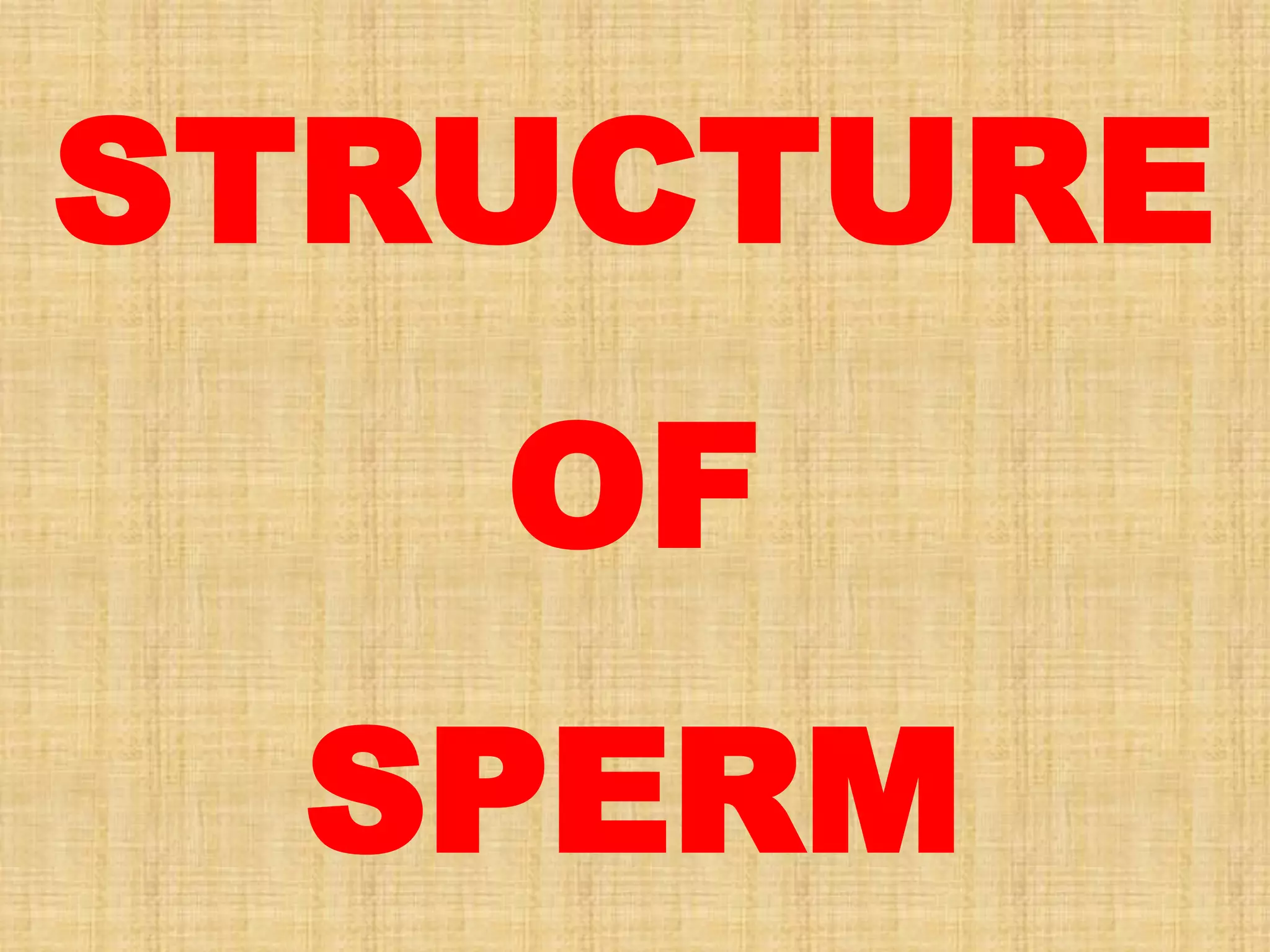 Structure of Sperm | PDF