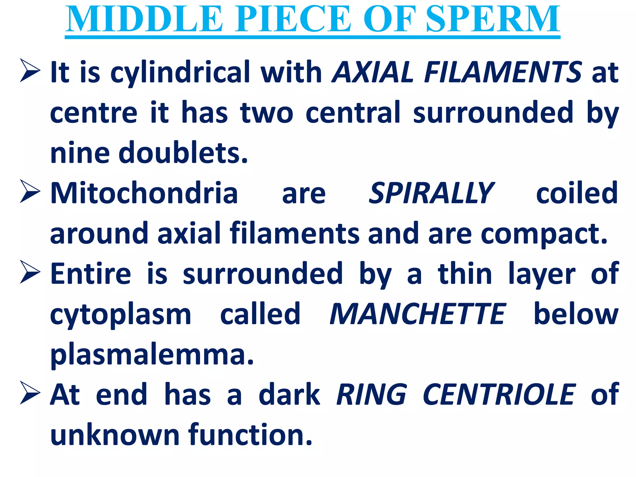 Structure of Sperm | PDF