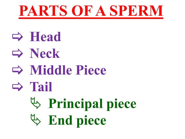 Structure of Sperm | PDF | Infertility | Reproductive Health
