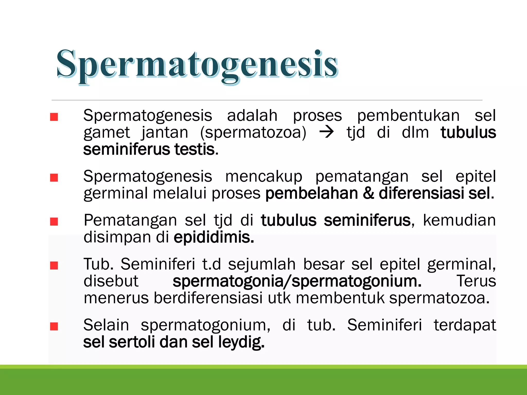 Spermatogenesis | PDF