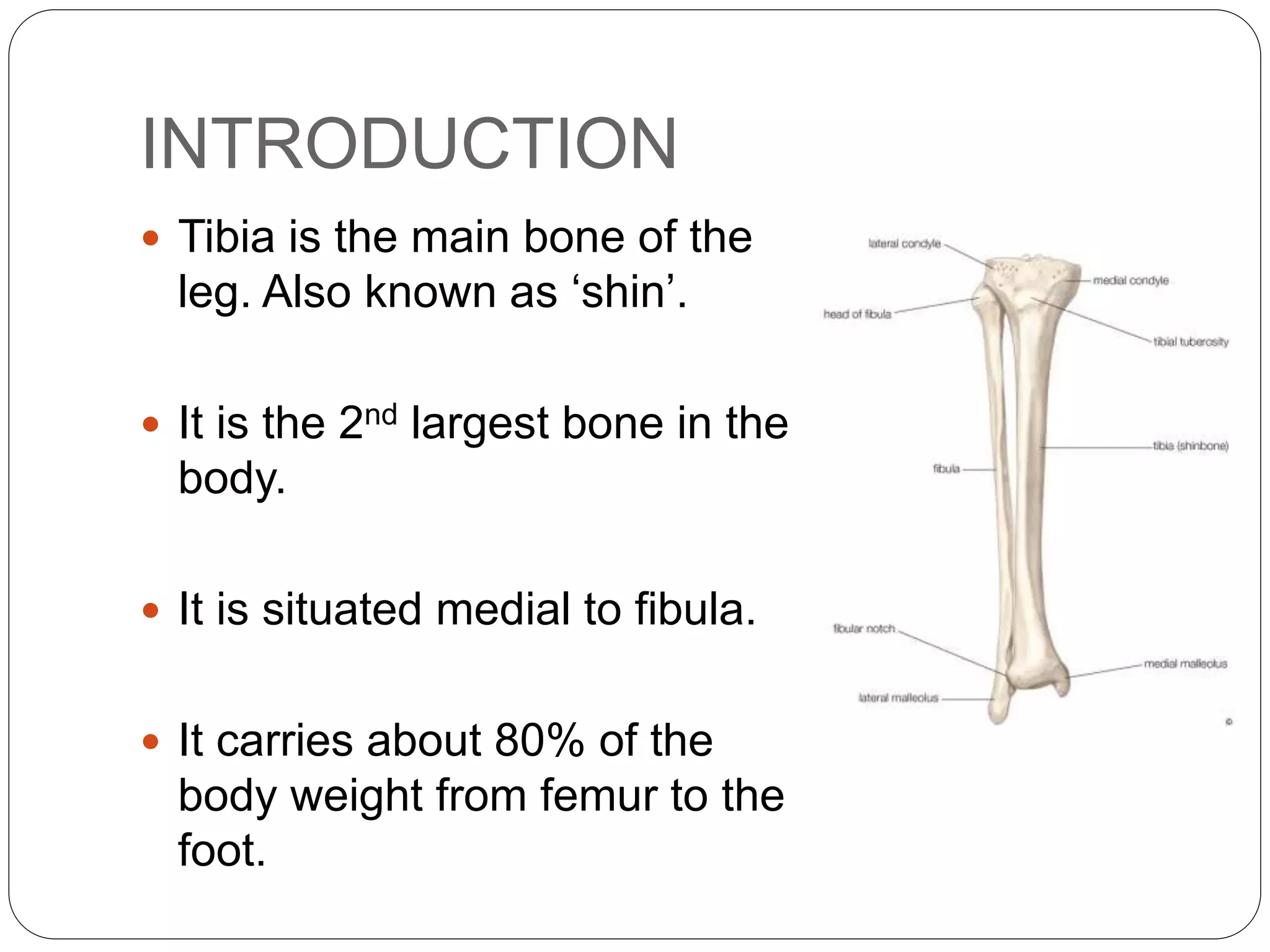 Fracture shaft of tibia | PPTX