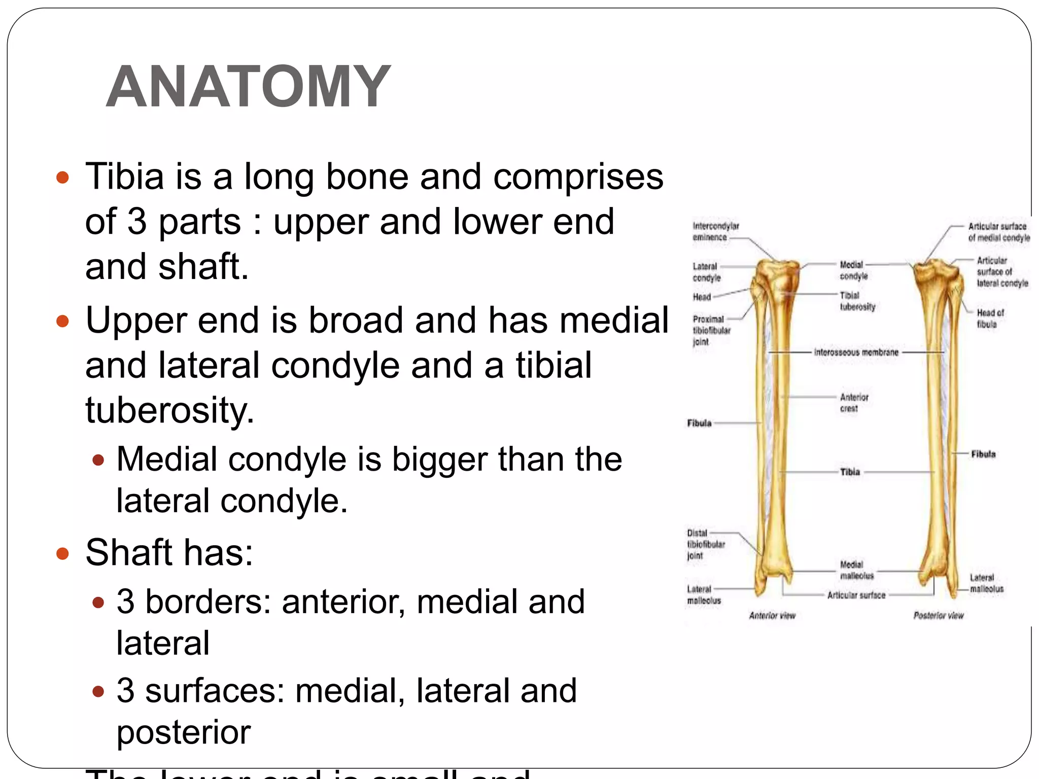 Fracture shaft of tibia | PPTX