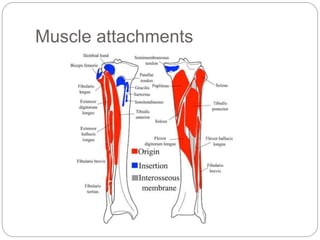 Fracture shaft of tibia | PPTX