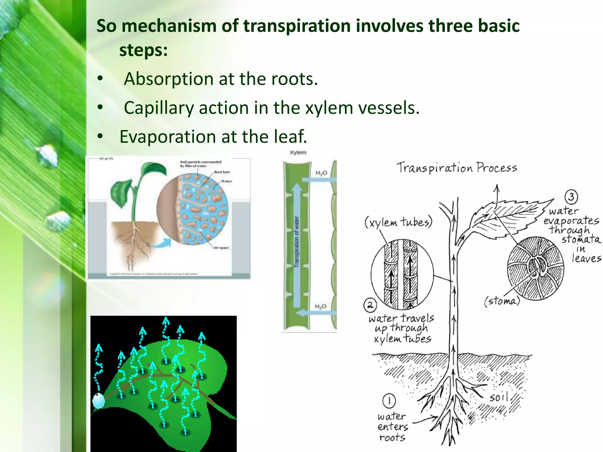 Transpiration and factors affecting transpiration | PPT