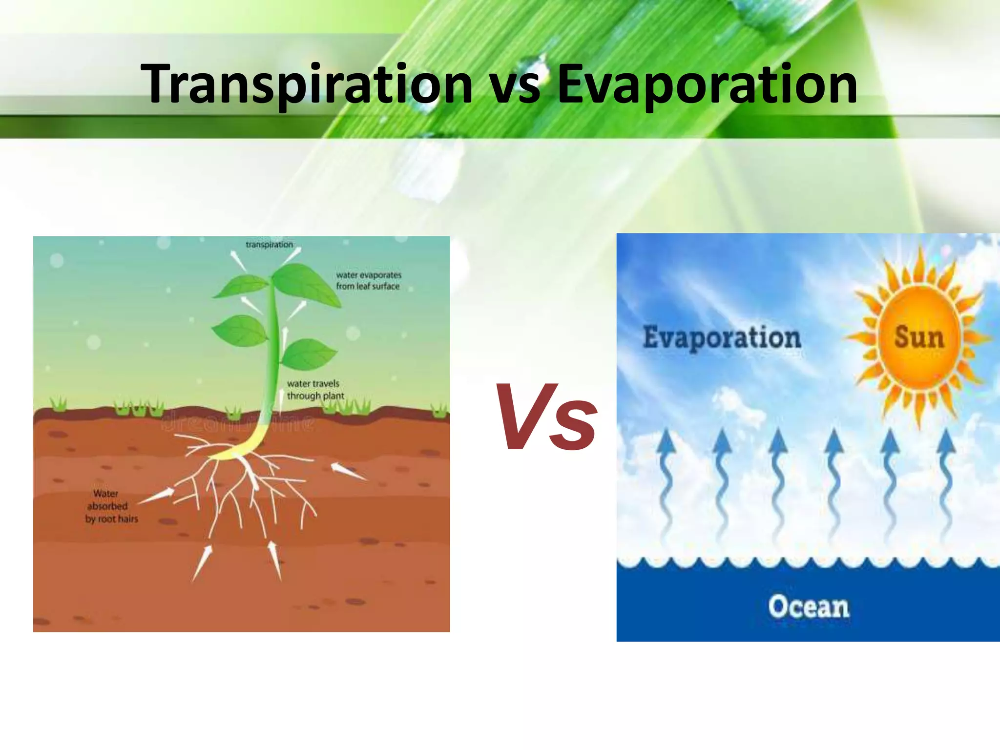 Transpiration and factors affecting transpiration | PPT
