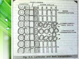 Transpiration and factors affecting transpiration | PPT