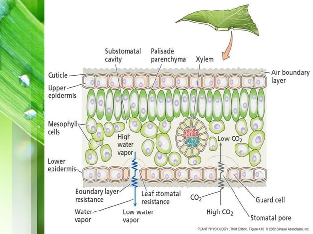 Transpiration and factors affecting transpiration | PPT