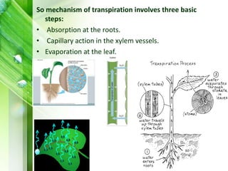 Transpiration and factors affecting transpiration | PPT