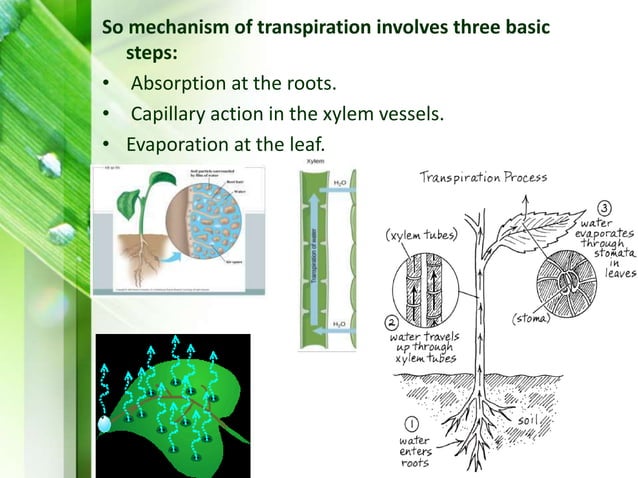 Transpiration and factors affecting transpiration | PPT
