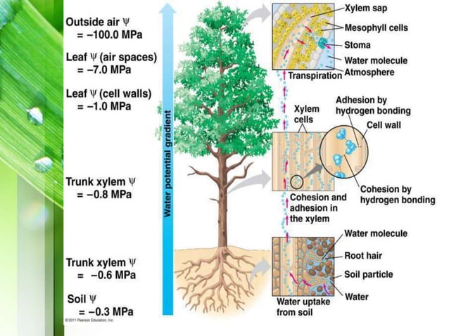 Transpiration and factors affecting transpiration | PPT