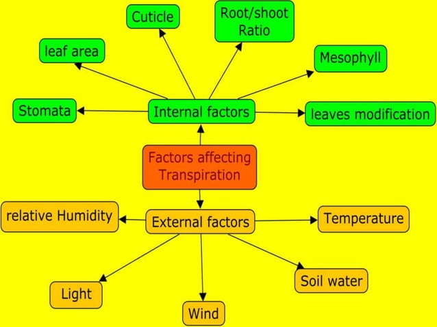 Transpiration and factors affecting transpiration | PPT