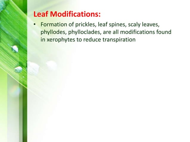 Transpiration and factors affecting transpiration | PPT