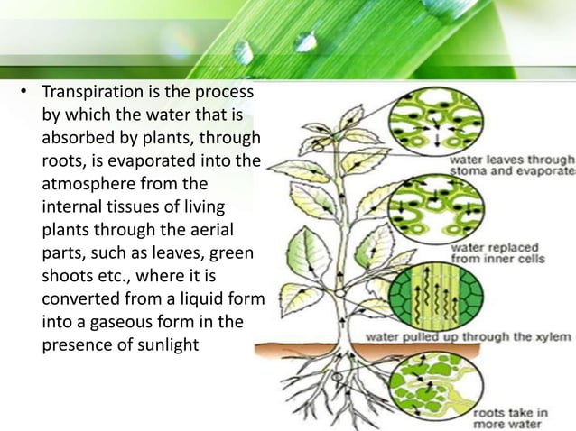 Transpiration and factors affecting transpiration | PPT