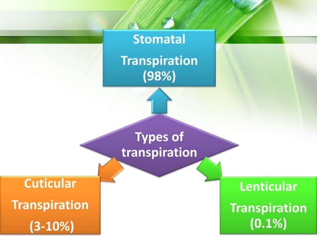 Transpiration and factors affecting transpiration | PPT