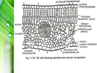 Transpiration and factors affecting transpiration | PPT