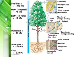 Transpiration Diagram Tree