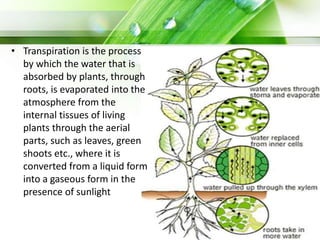 Transpiration and factors affecting transpiration | PPT