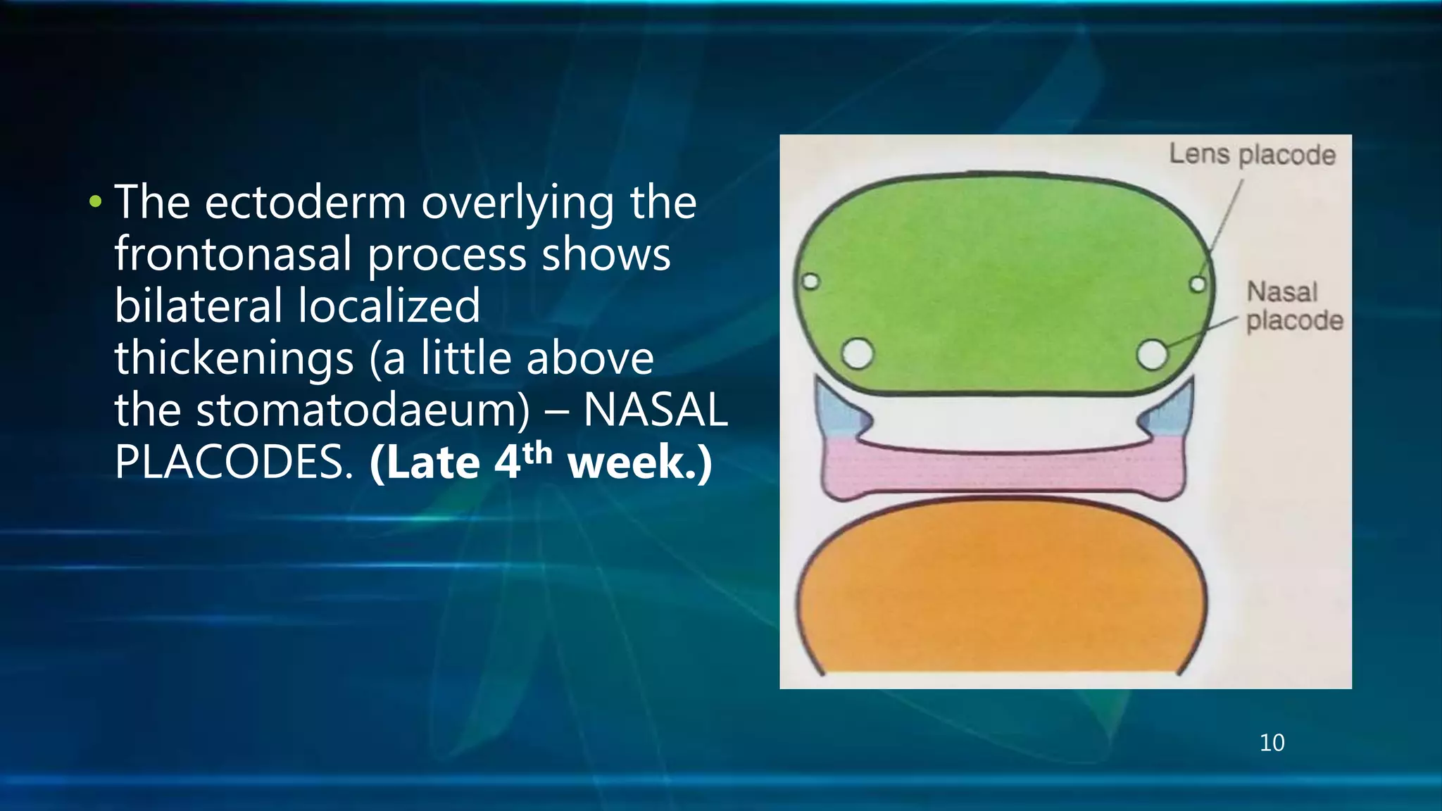 Cleft Lip and Cleft Palate | PPTX | Ear, Nose and Throat Conditions ...
