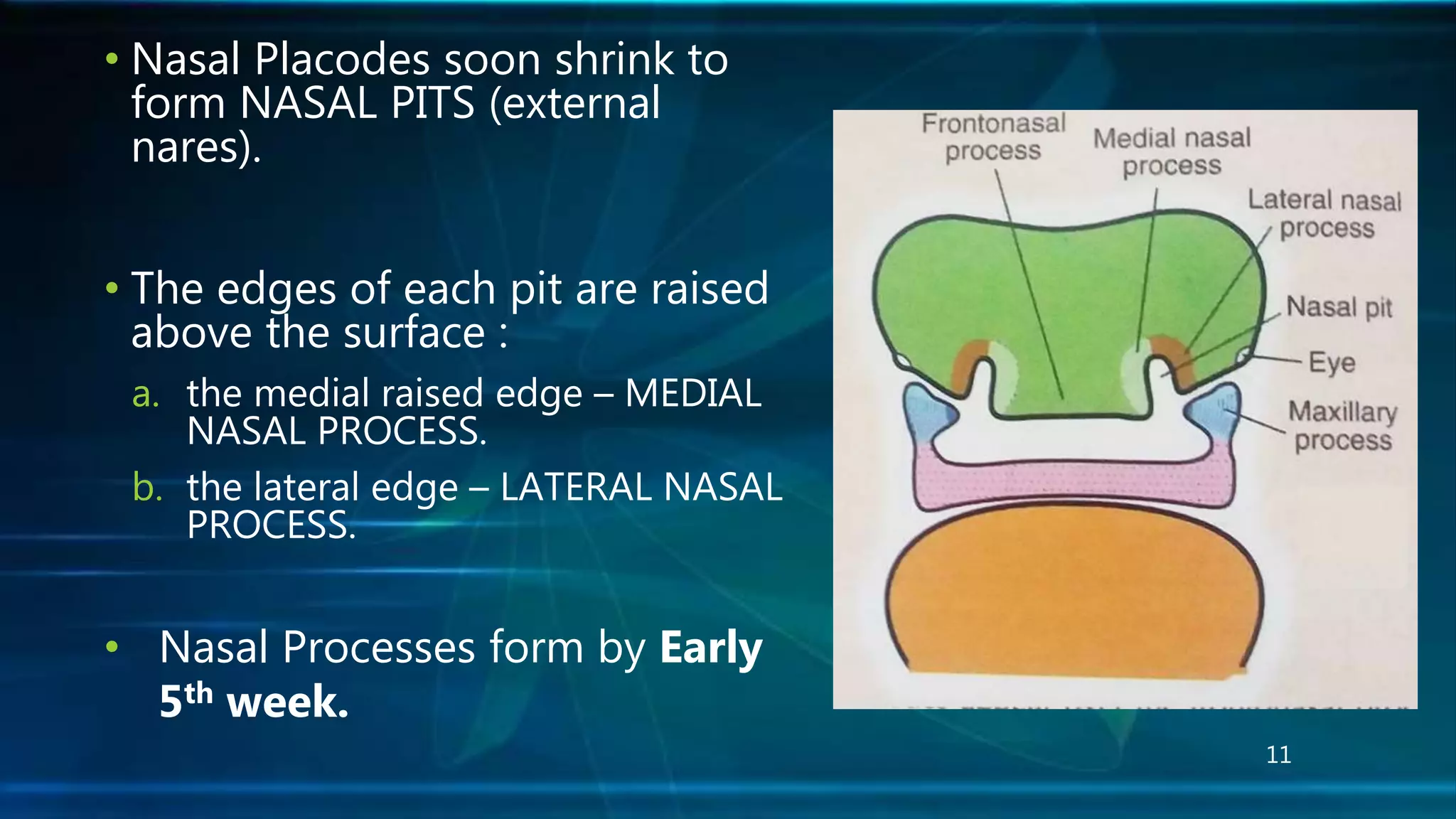 Cleft Lip and Cleft Palate | PPTX | Ear, Nose and Throat Conditions ...