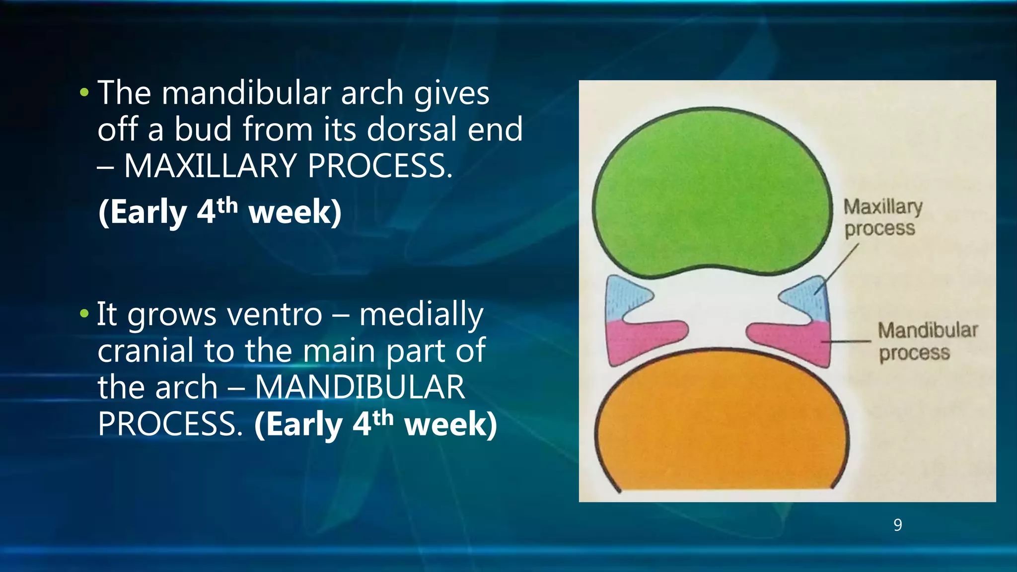 Cleft Lip and Cleft Palate | PPTX | Ear, Nose and Throat Conditions ...