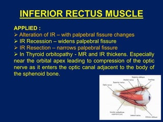 Extra ocular muscles | PPT