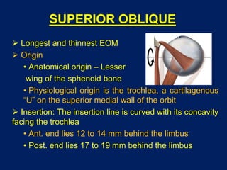 Extra ocular muscles | PPT