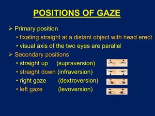 Extra ocular muscles | PPT
