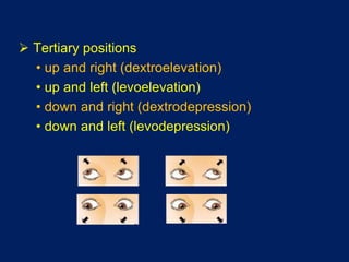 Extra ocular muscles | PPT
