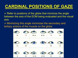 Extra ocular muscles | PPT
