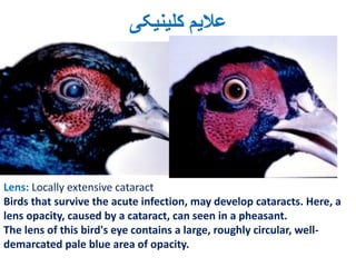 6. avian encephalomyelitis | PPT