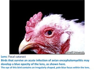 6. avian encephalomyelitis | PPT