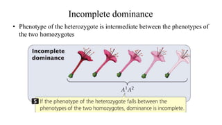 Incomplete dominance | PPT
